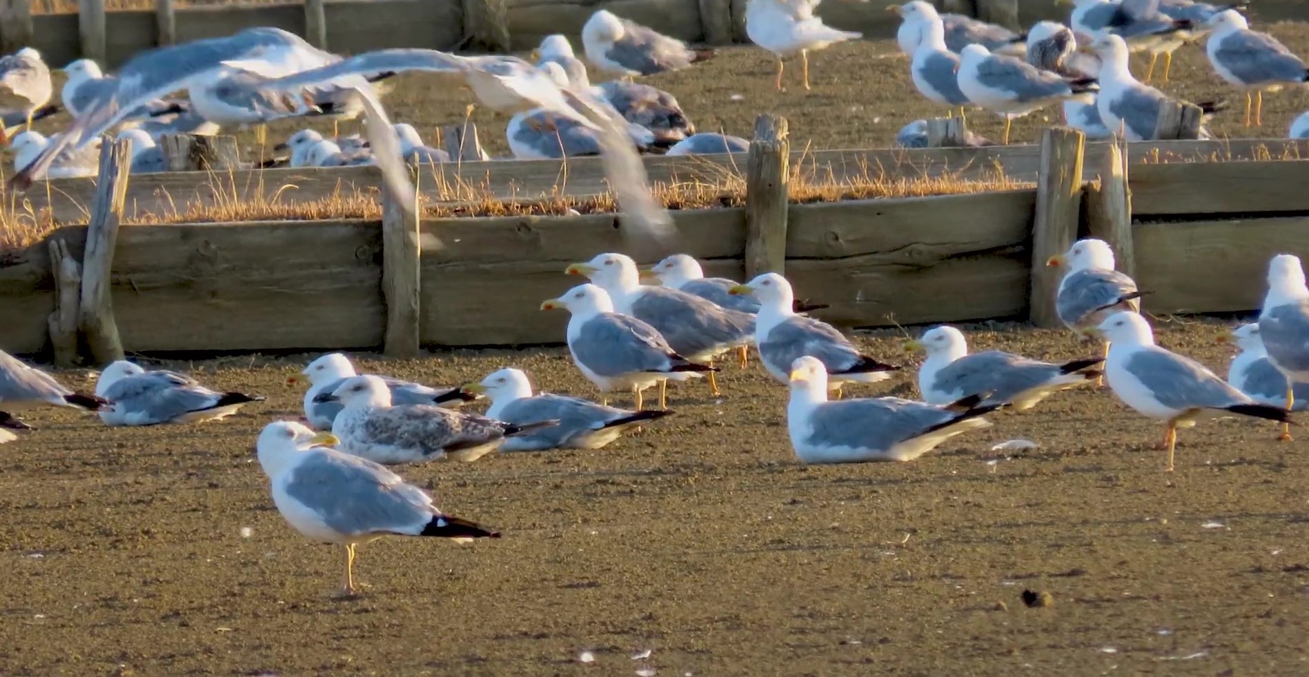NATURE PARK ULCINJ SALINA - Montenegro Travel Agency Adria Line